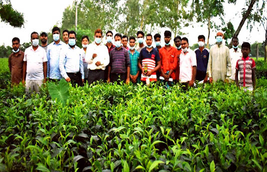 Adopt scientific methods to boost quality tea production: experts ...