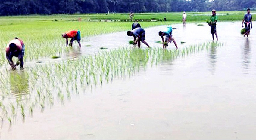 Transplantation of Aman rice seedlings begins in Rangpur region ...
