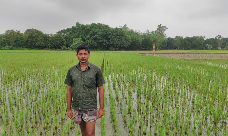 Farmers start aman seedling transplantation in Rajshahi division ...