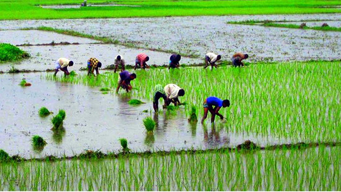 Farmers busy in transplanting Aman rice seedlings in Rangpur region ...