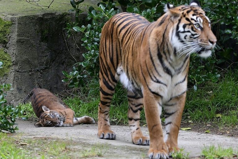 Sumatran tigers infected with coronavirus at Indonesian zoo | News
