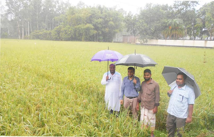 Aus paddy harvesting nears completion in Panchagarh | Agriculture News