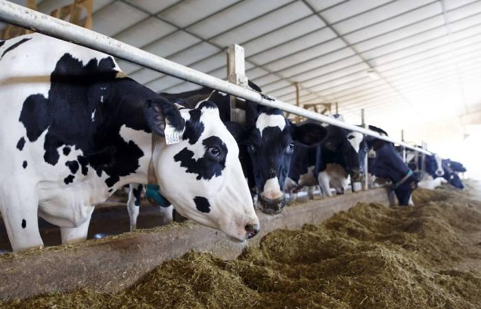 Two atypical cases of mad cow disease detected in Brazil | News Two atypical cases of mad cow disease detected in Brazil | News