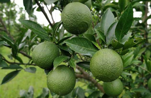 Green Malta farming gains immense popularity in Rajshahi | Agriculture News