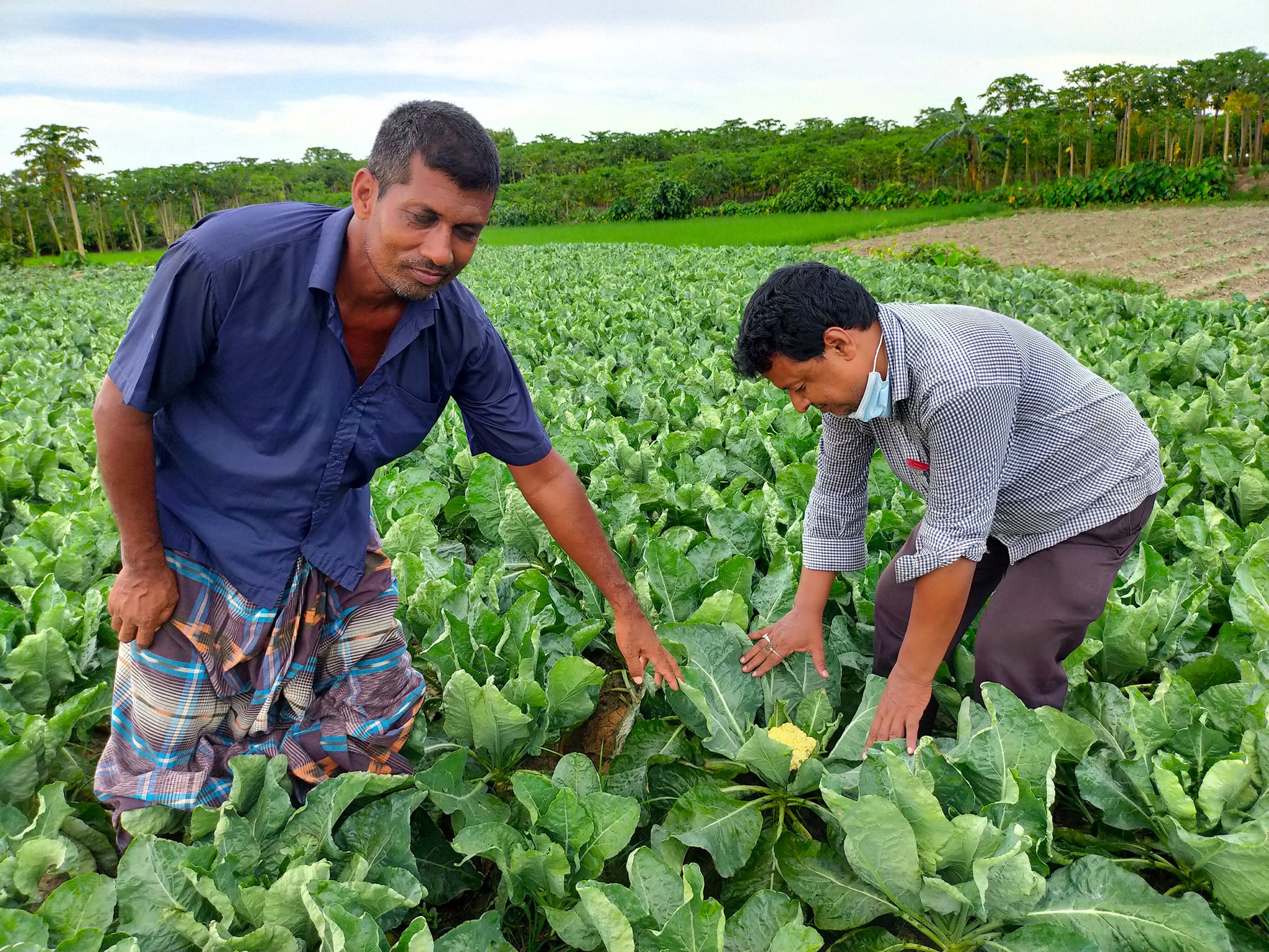 Summer cauliflower farming delights Rajshahi farmers | Agriculture News
