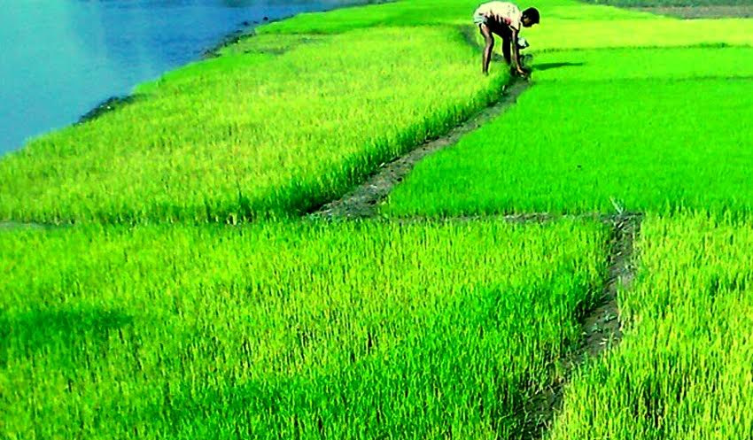 Rangpur region to produce 22.07 lakh tonnes Boro rice | Agriculture News