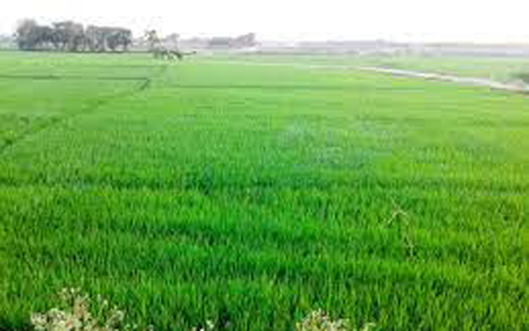 Massive programmes taken to boost Boro cultivation in Narsingdi ...