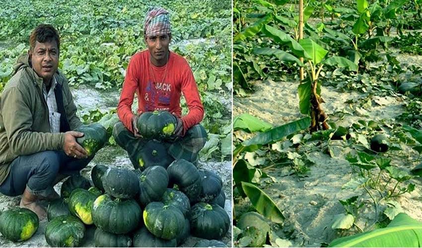 High profit expected from pumpkin cultivation on char lands ...