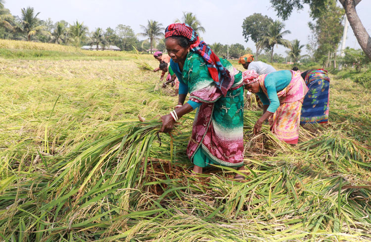 24.13 lakh tonnes of Aman rice produced in Rajshahi | Agriculture News