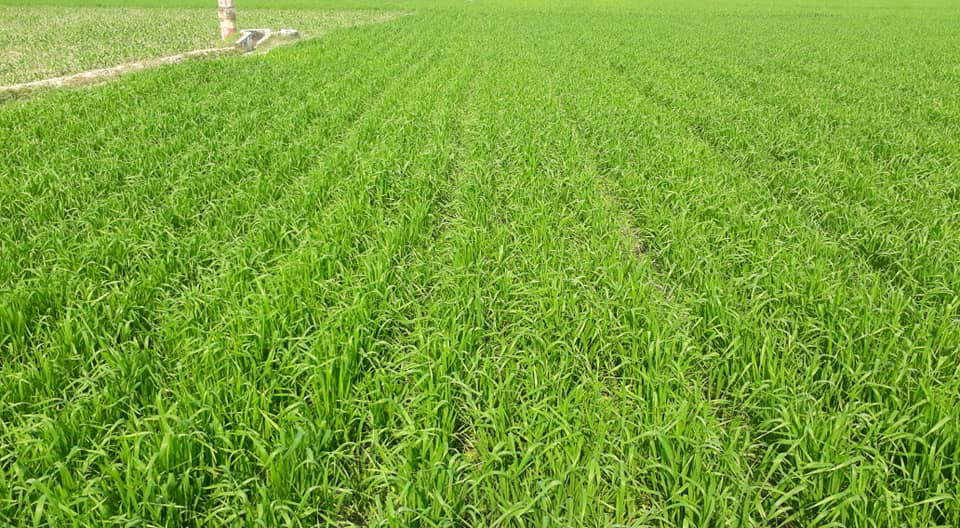 Bed planting wheat farming gains popularity in Rajshahi region ...