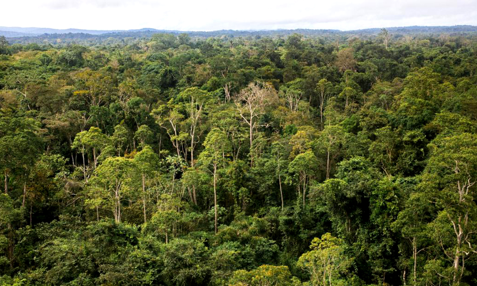 More than 9,000 tree species still undiscovered: study | News