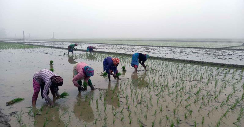 Boro transplantation gains momentum in Rajshahi division | Agriculture News