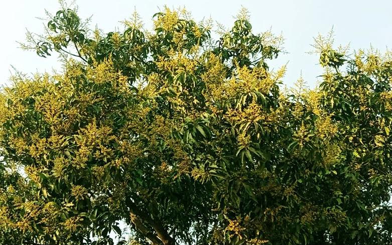 Excellent mango budding makes farmers happy in Rangpur | News
