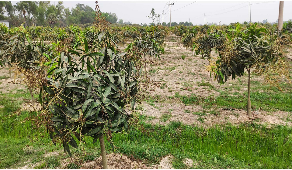 Excellent mango formation process marks bumper production in Rajshahi ...