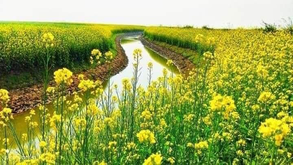 BADC expects 1.34 lakh tonnes additional crops yearly in Chalan beel ...