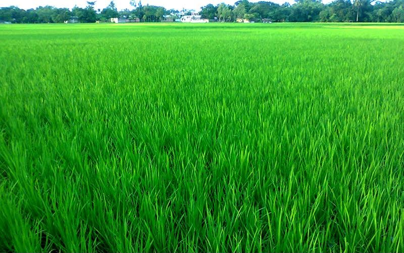 Rangpur farmers eyeing bumper Boro rice production | Agriculture News