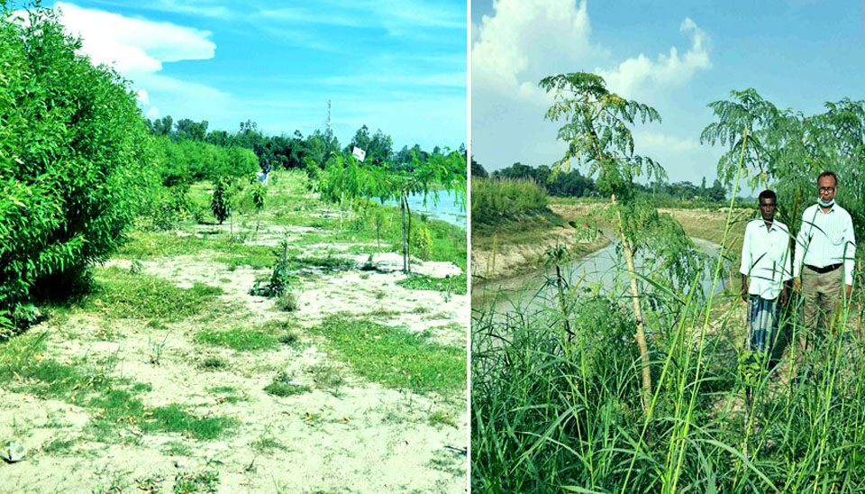 Revival of ecosystems improving environment in greater Rangpur | News