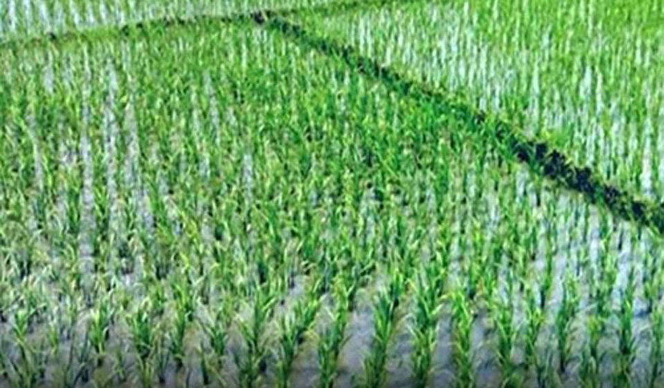 Boro cultivation completed, target exceeds in Narsingdi | Agriculture News