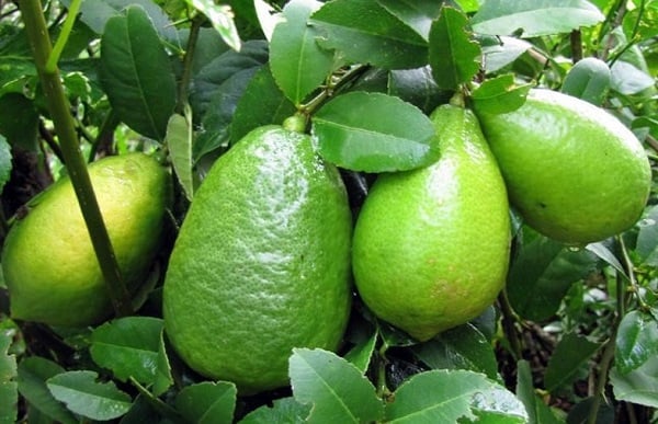 Lemon cultivation brings smiles on the face of Manikganj farmers ...