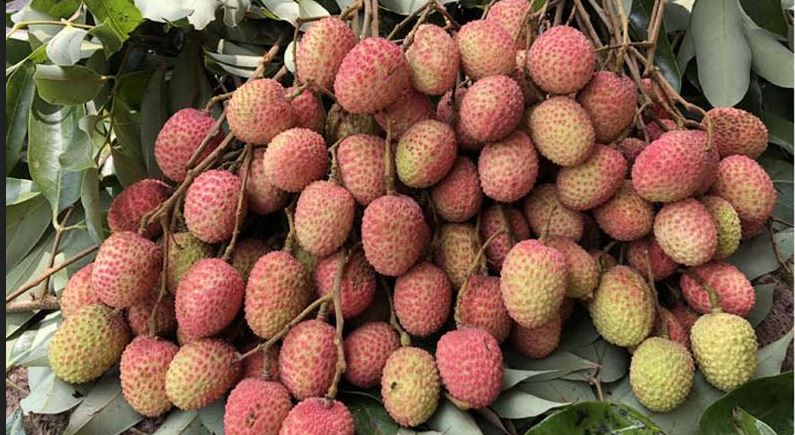 Litchi starts appearing in Rajshahi markets | District