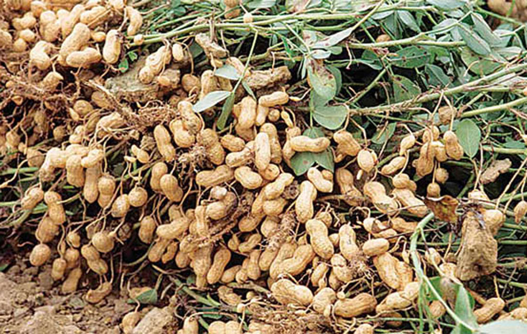 Groundnut cultivation brings smile on the faces of Char people in ...