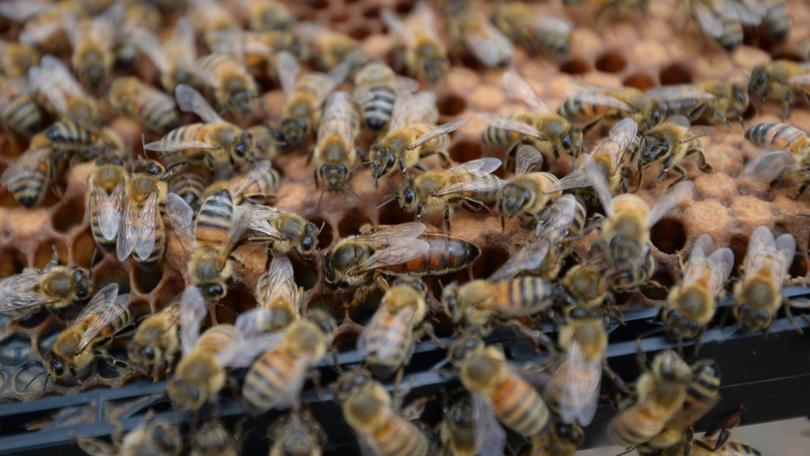 Lockdown for Australian bees as pest detected near port | News