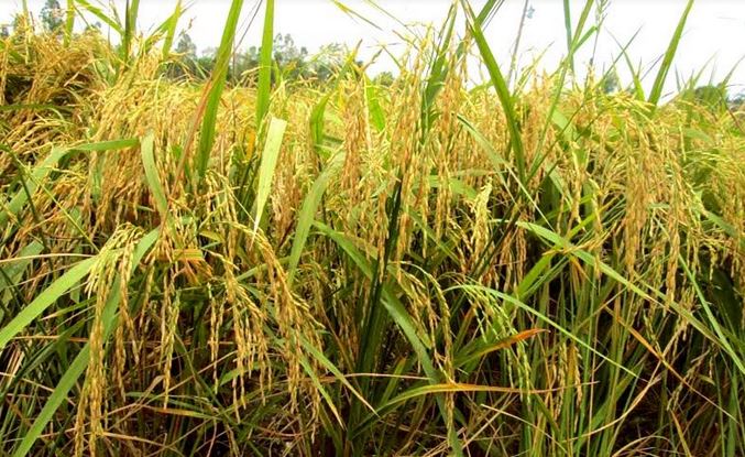 Aush rice harvesting continues with excellent output in Rangpur region ...
