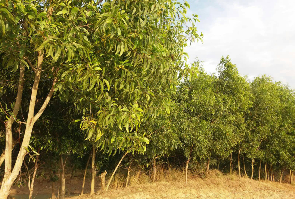 Social afforestation benefits 798 people in Rajshahi | Agriculture News