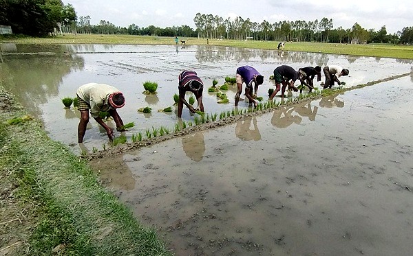 1,000 flood-hit Kurigram farmers get hybrid Aman rice seeds ...