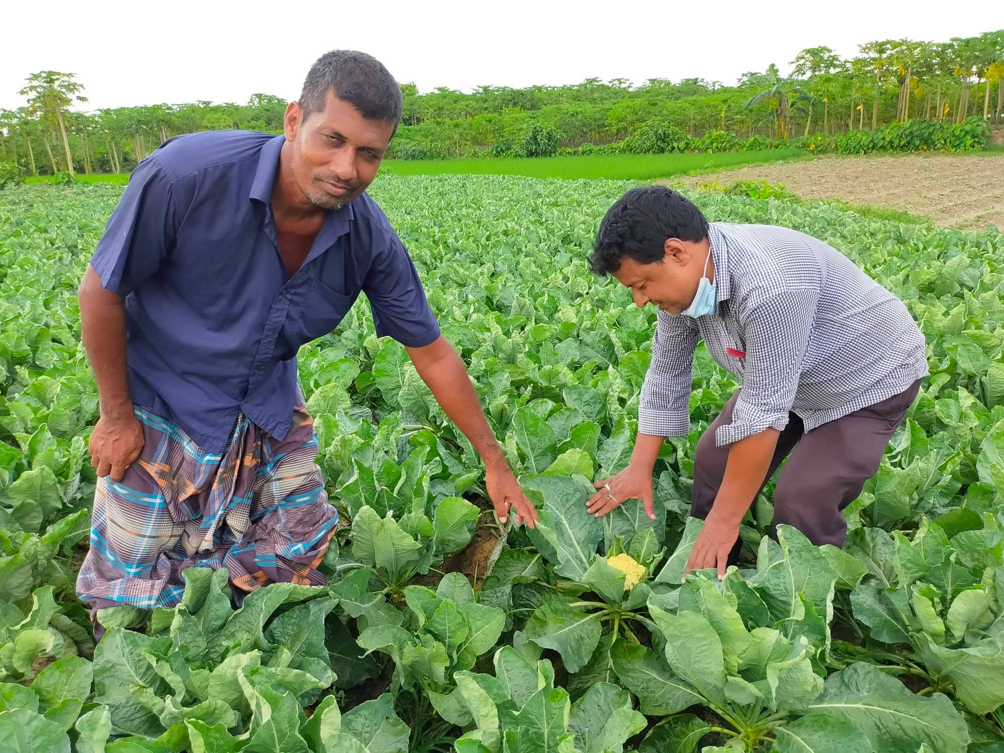 Summer cauliflower makes Rajshahi farmers, consumers happy ...