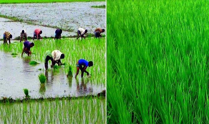 99.79pc Aman seedlings transplantation completes in Rangpur | News