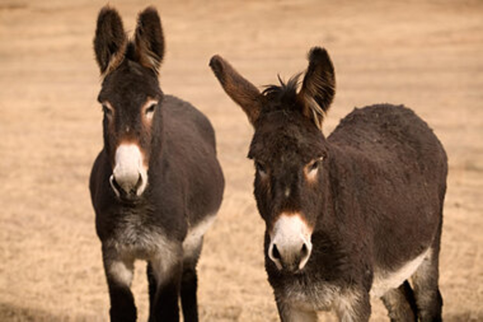 Donkey domestication happened 7,000 years ago in Africa: DNA study | News