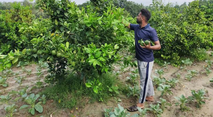 Fruit-vegetable mixed farming boosts Rajshahi's economic prospect ...