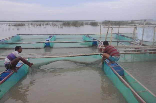 Fish Sanctuary contributes to protect native species in Rajshahi | News