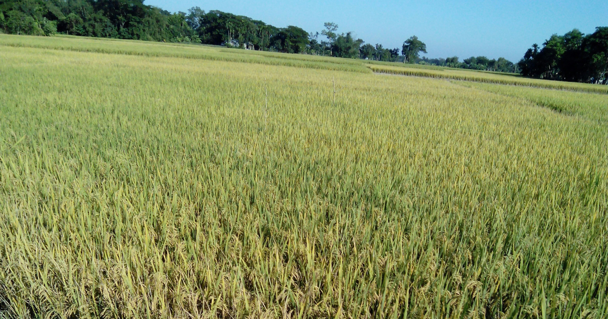 Bumper Aman production expected in Manikganj | Agriculture News
