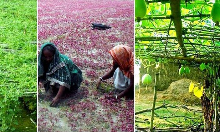 Enthusiastic Rangpur farmers begin winter vegetable cultivation | News