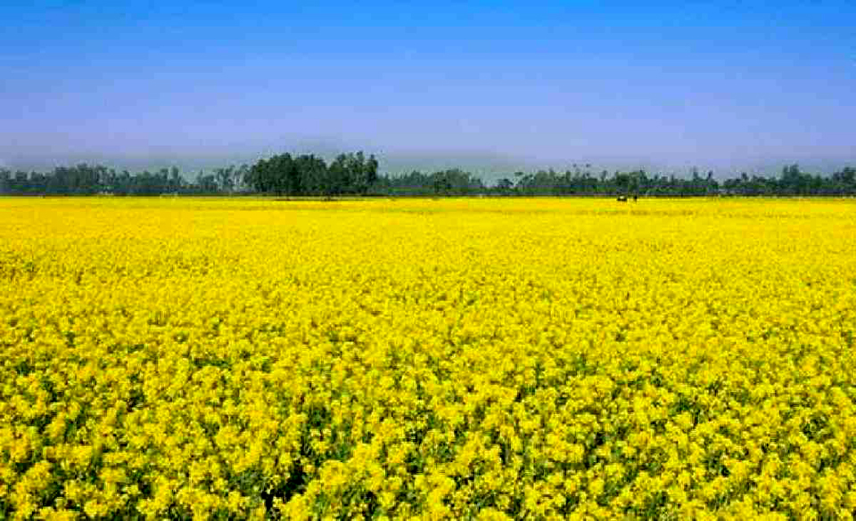 DAE takes up massive plan to cultivate mustard in C'nawabganj | News