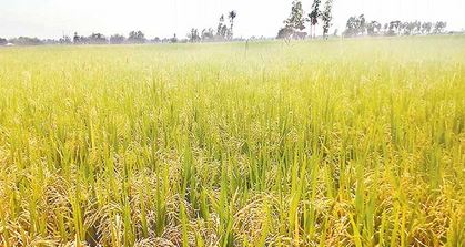 T-Aman paddy harvest nearing completion in Gaibandha | Agriculture News