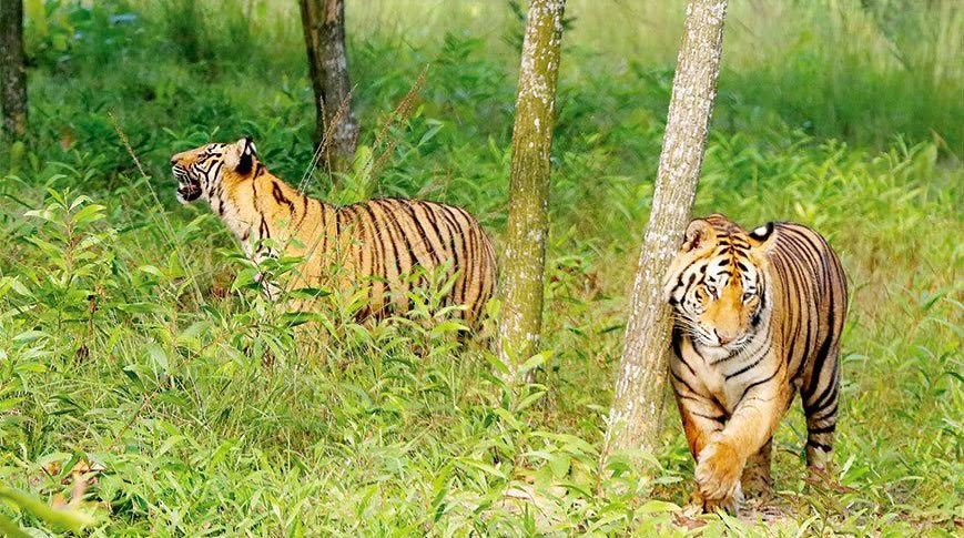 Tiger census begins in Sundarbans on Jan 1 | News