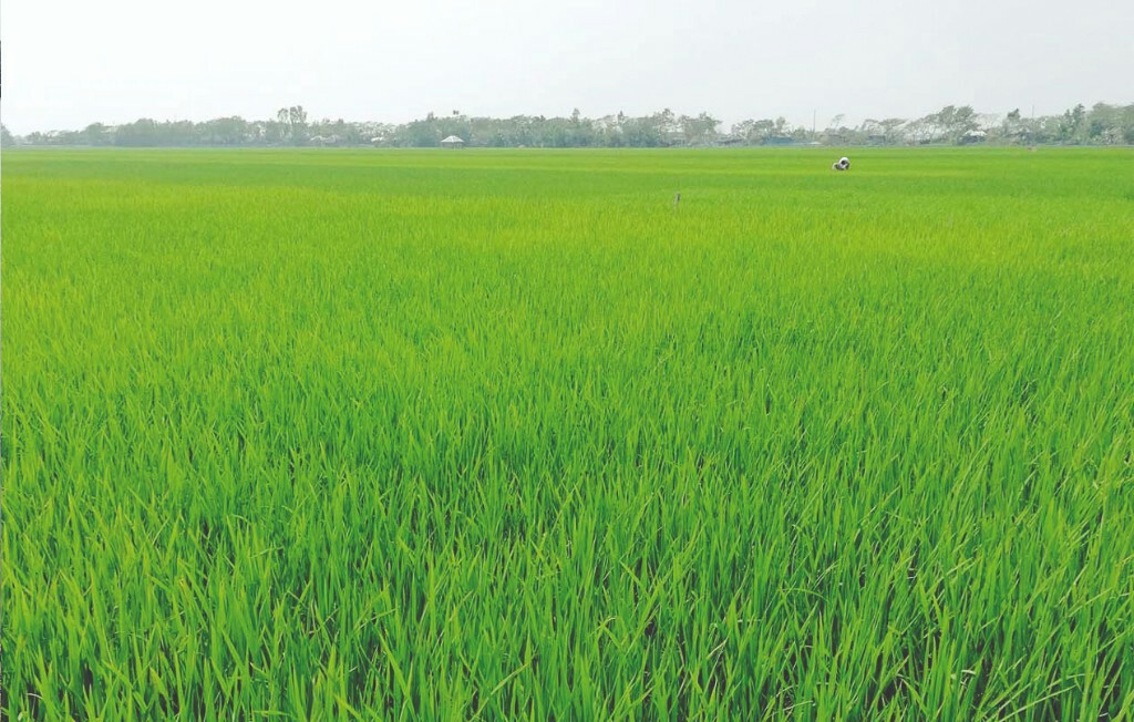 10 88 lakh Tonnes Boro Rice Production Target In Khulna Region