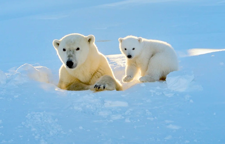 Canadian polar bears disappearing fast: study | News