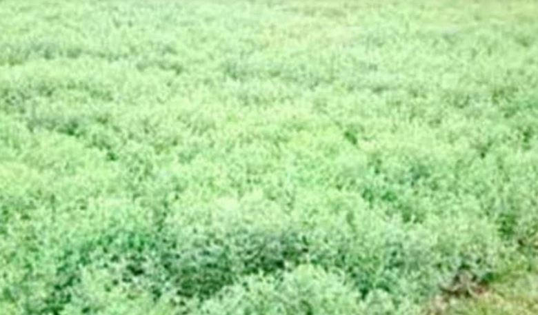 1.65 lakh tonnes pulse yield likely in Rajshahi division | News