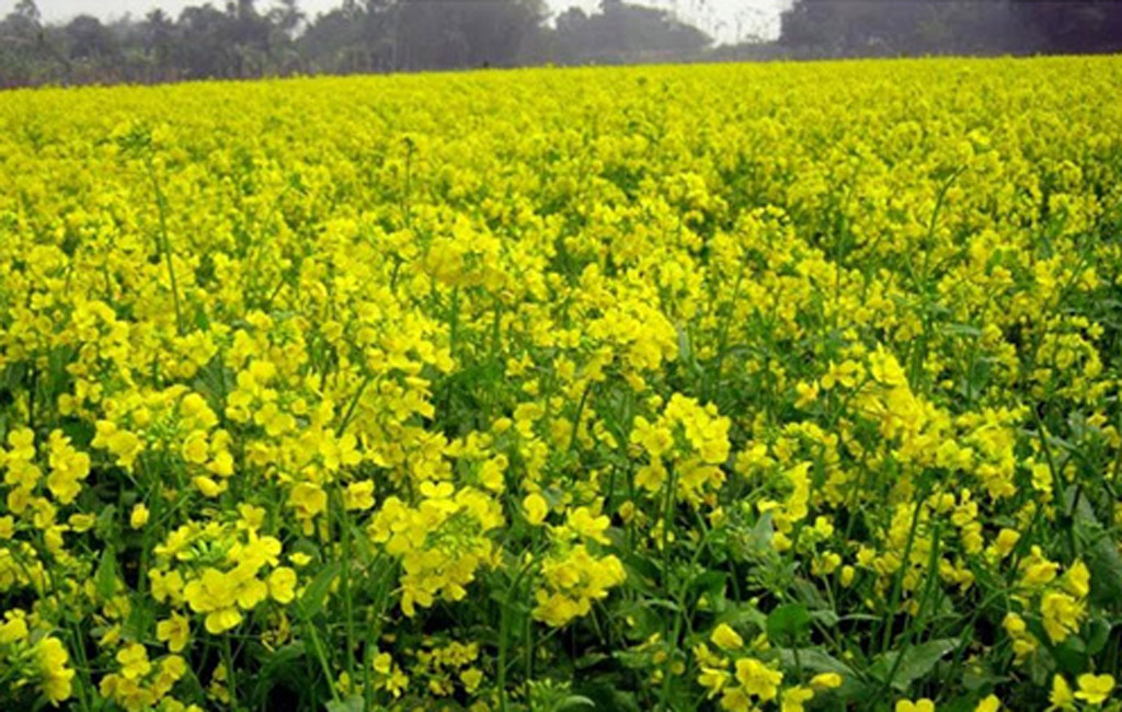 Mustard cultivation target exceeds in Jashore region | Agriculture News