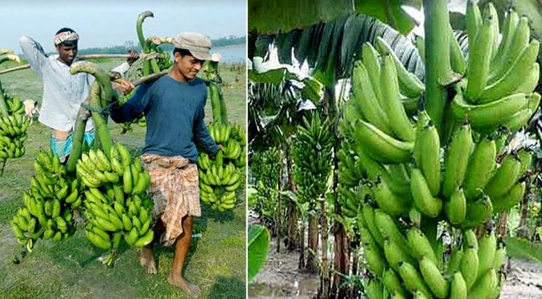 Banana cultivation becomes highly profitable in Rangpur region ...