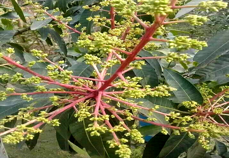 Advanced flowering predicts bumper mango yield in Rajshahi ...