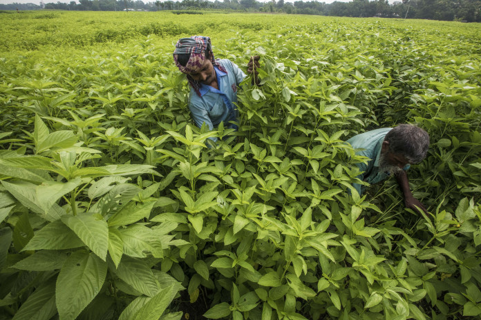 Govt to give incentives to boost jute production | News