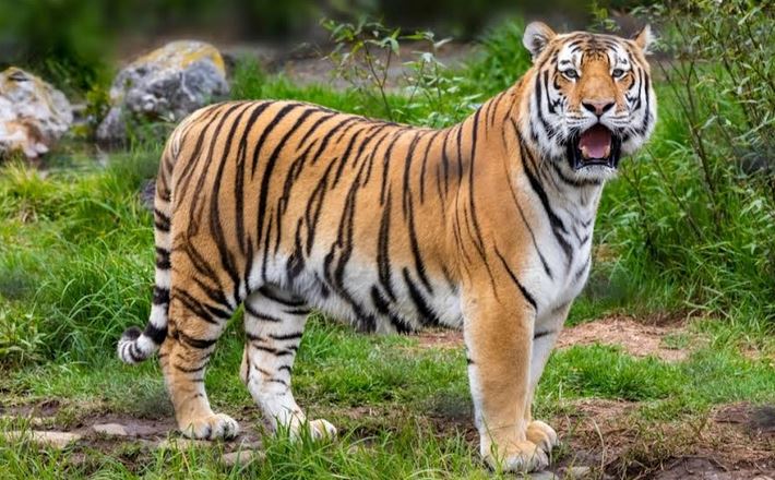 Tiger census continues in full swing in Sundarbans | News