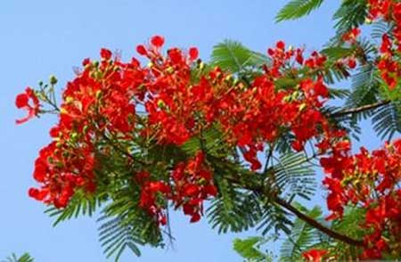 Pahela Falgun tomorrow | News