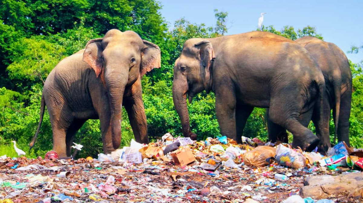 Sri Lanka bans single-use plastics to save elephants | News