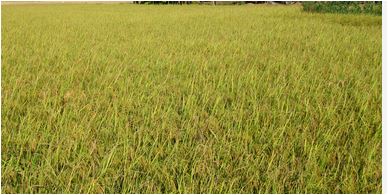 Farmers to get over Tk 57 cr incentives for boosting Aus | News